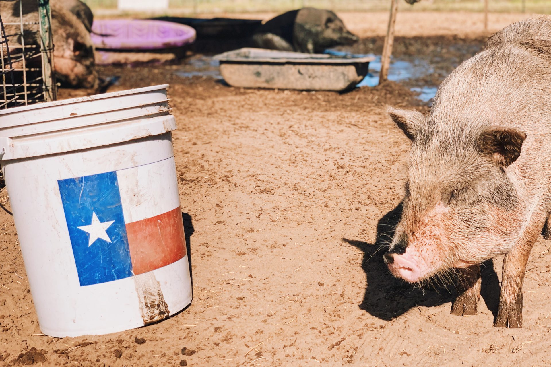 Volunteering With Central Texas Pig Rescue And Why Generosity Breeds ...