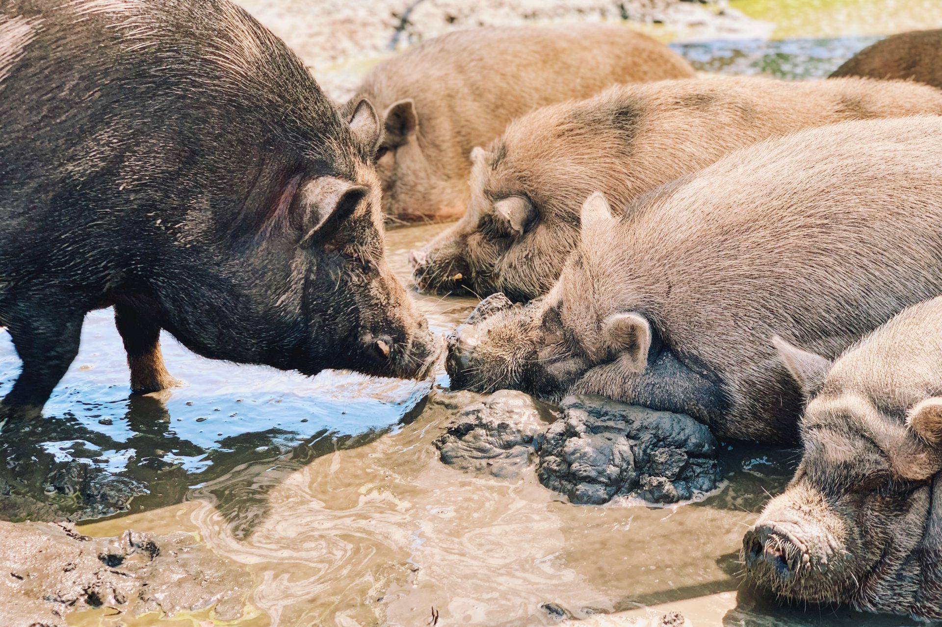 Volunteering With Central Texas Pig Rescue And Why Generosity Breeds ...