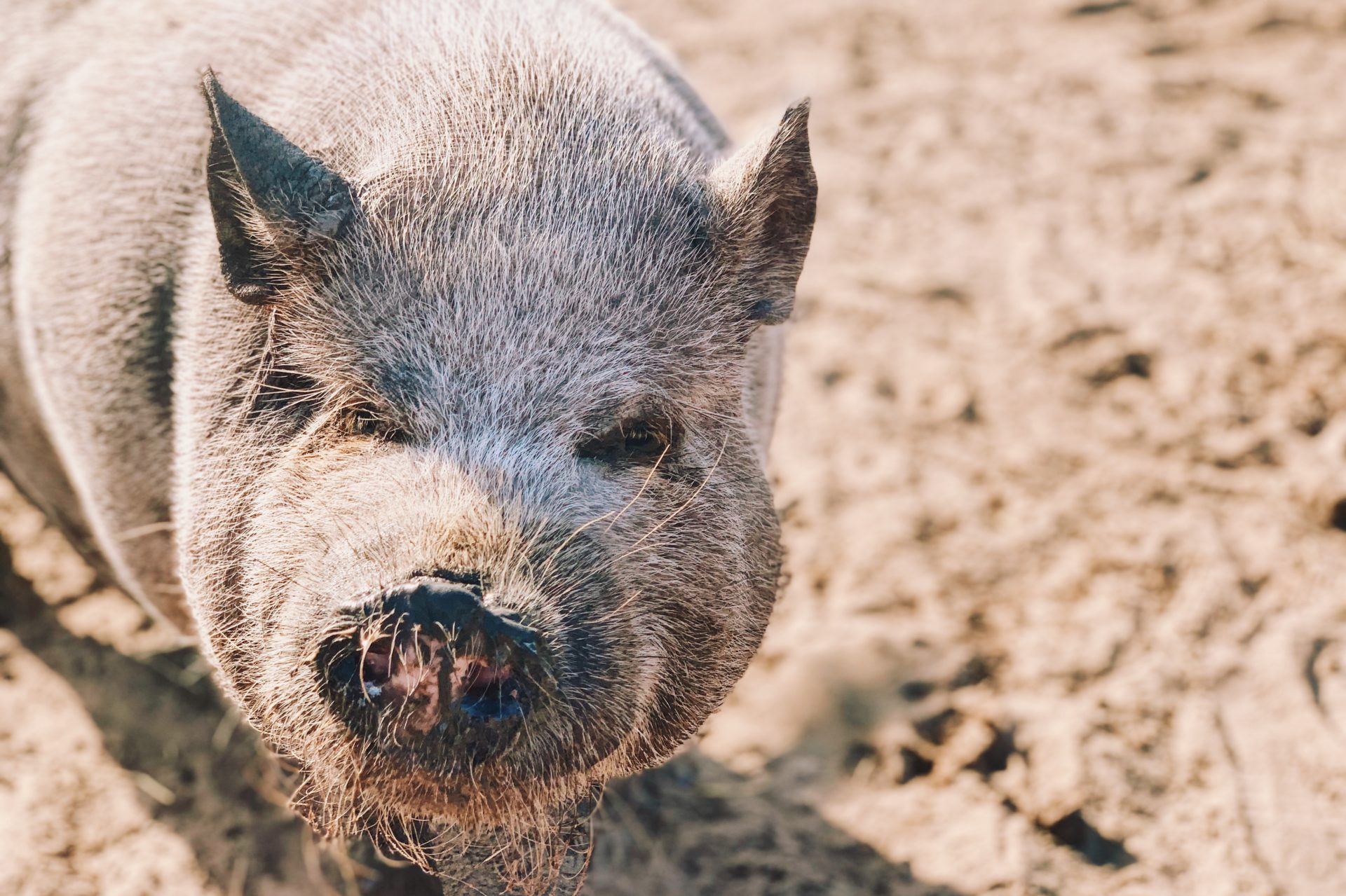 Volunteering With Central Texas Pig Rescue And Why Generosity Breeds ...
